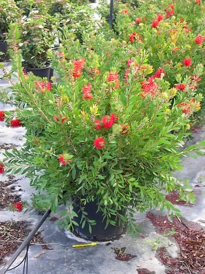 callistemon laevis