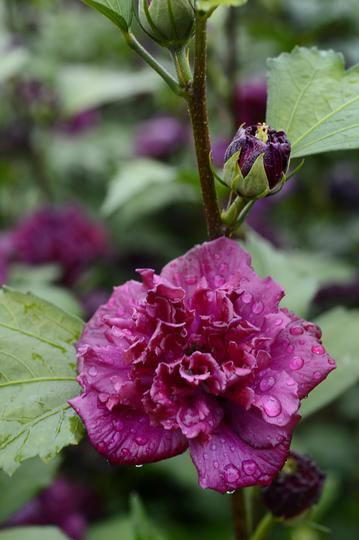 HIBISCUS syriacus FRENCH CABARET® RED 'Mindour1'